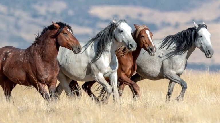 What Does Dead Mean In Horse Racing Winners Wire what-does-dead-mean-in-horse-racing-winners-wire