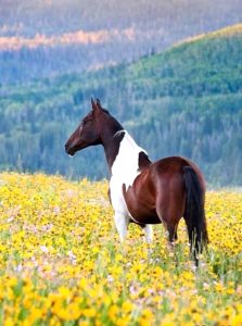 How Much is a $1 Exacta Box with 8 Horses? - Winners Wire