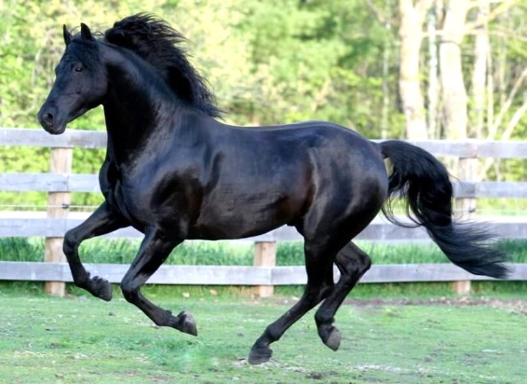 What Horse Breed Almost Went Extinct? - Winners Wire