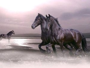 Is the Horse that Played Hidalgo Still Alive? - Winners Wire