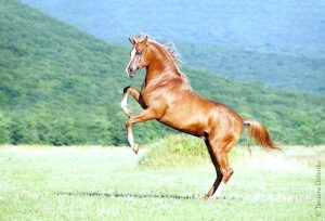 Understanding the Signs of a Horse Rig - Winners Wire