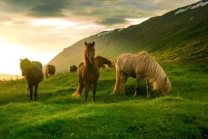 What is a Horse Wither? - Winners Wire