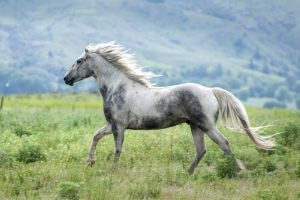 What Breed of Horse is Metallic Cat? - Winners Wire