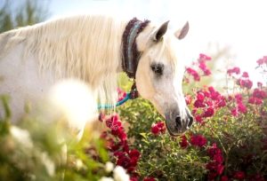 Introduction to Streptococcus in Horses - Winners Wire