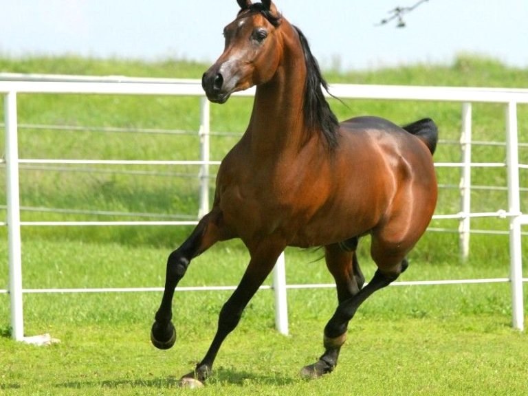 What is a Tri Factor in Horse Racing? - Winners Wire