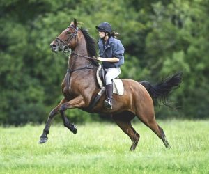 The Tragic Tale of Barbaro: The Race Horse Who Broke His Leg - Winners Wire
